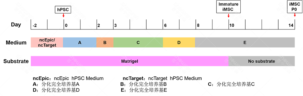 hPSC-间充质干细胞分化试剂盒_报价/价格, shownin,性能参数，图片_生物器材网